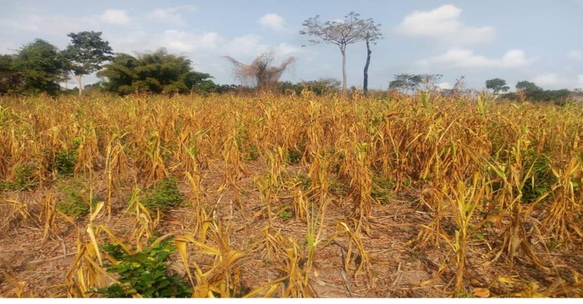 We stand with you – World Bank to drought-stricken communities | The ... We stand with you – World Bank to drought-stricken communities | The ...